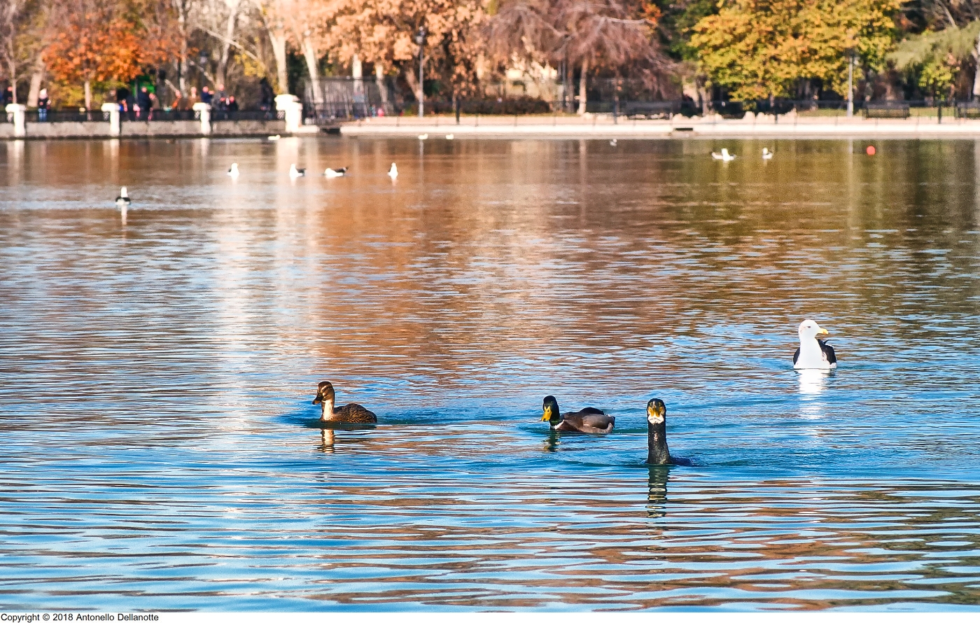Estanque grande del Retiro - Patrimonio cultural y paisaje urbano