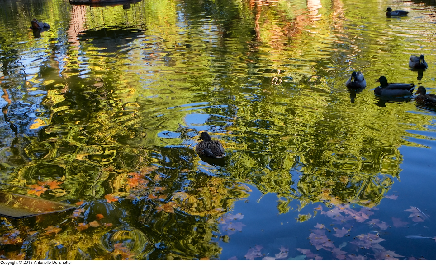 Estanque para patos de los jardines del Campo del Moro - Patrimonio ...